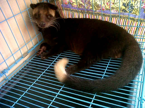 Daftar Harga Musang Terbaru