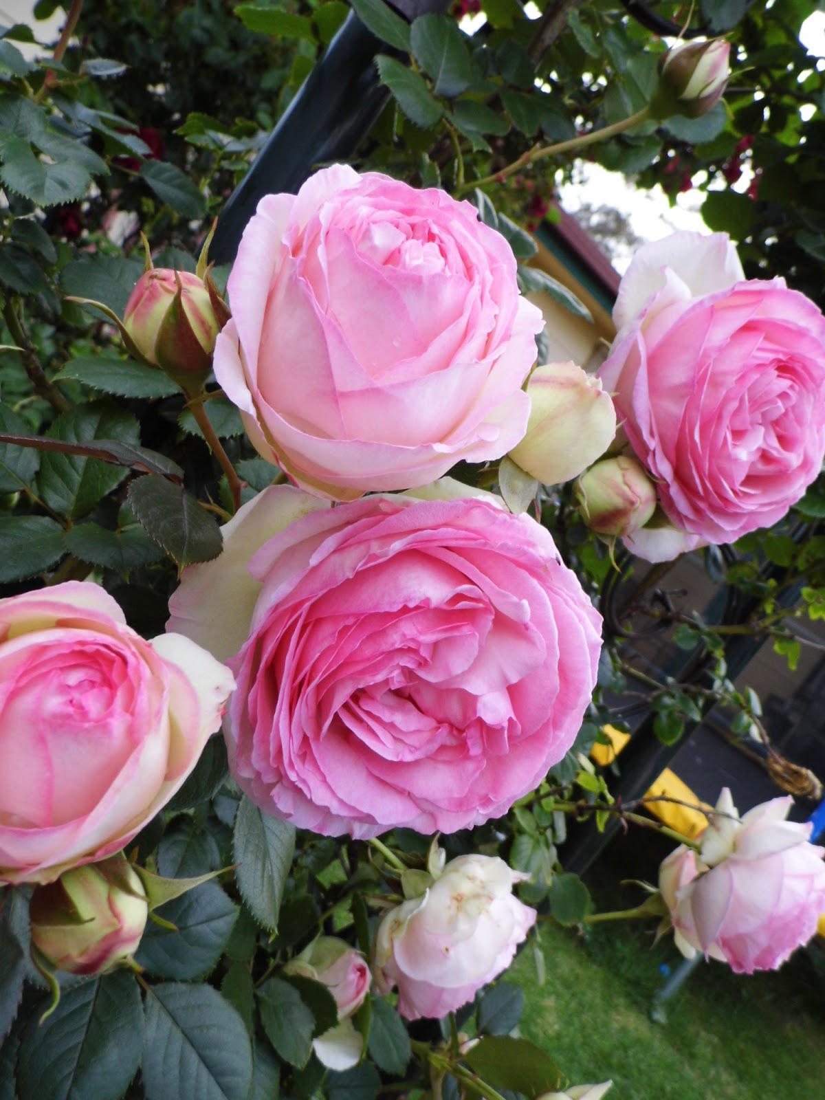 One Mother Hen: Pierre de Ronsard - Open Slather