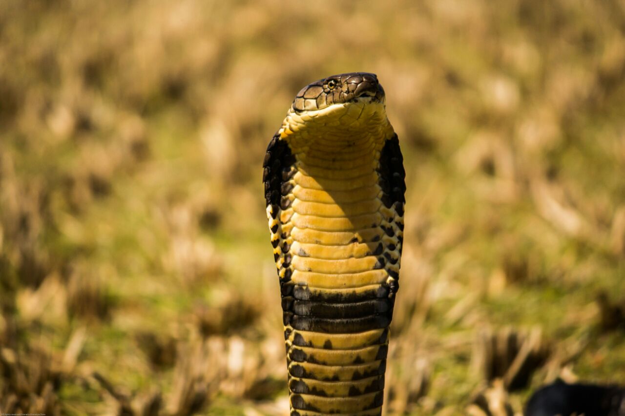 Serpent Research: THE KING COBRA ECOLOGY AND CONSERVATION PROJECT