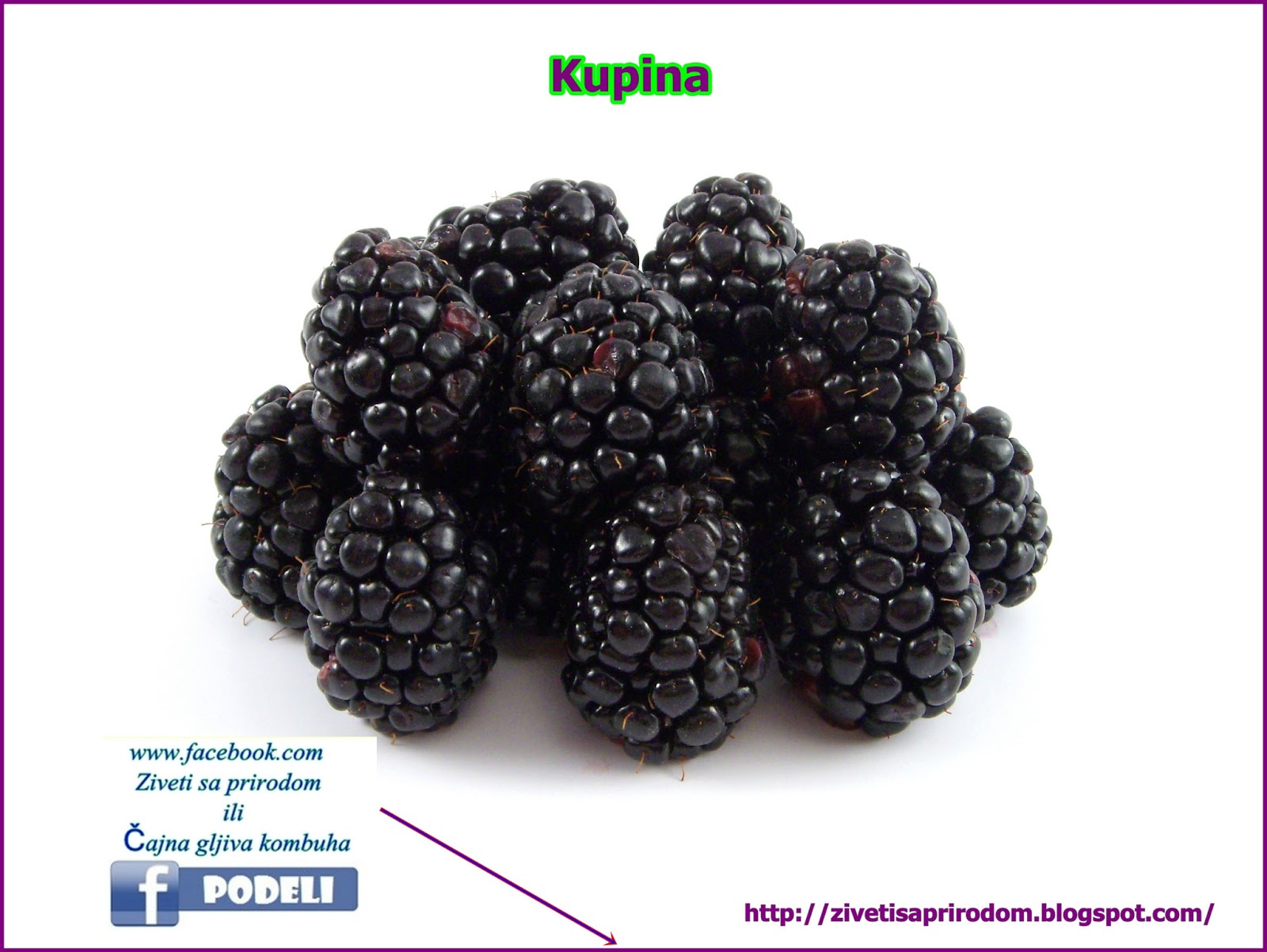 Ziveti sa Prirodom: Kupina