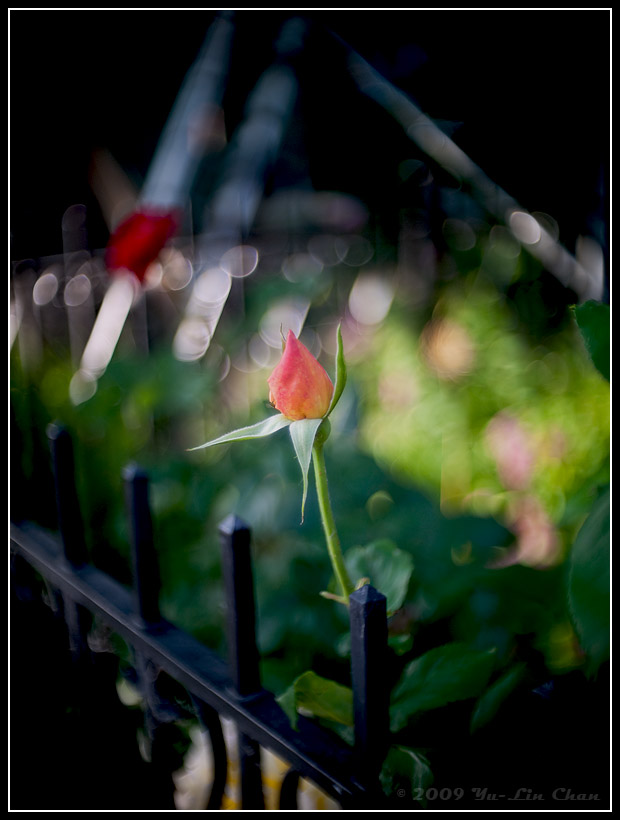 Lens Bubbles: More JML 25mm f0.95 Pictures