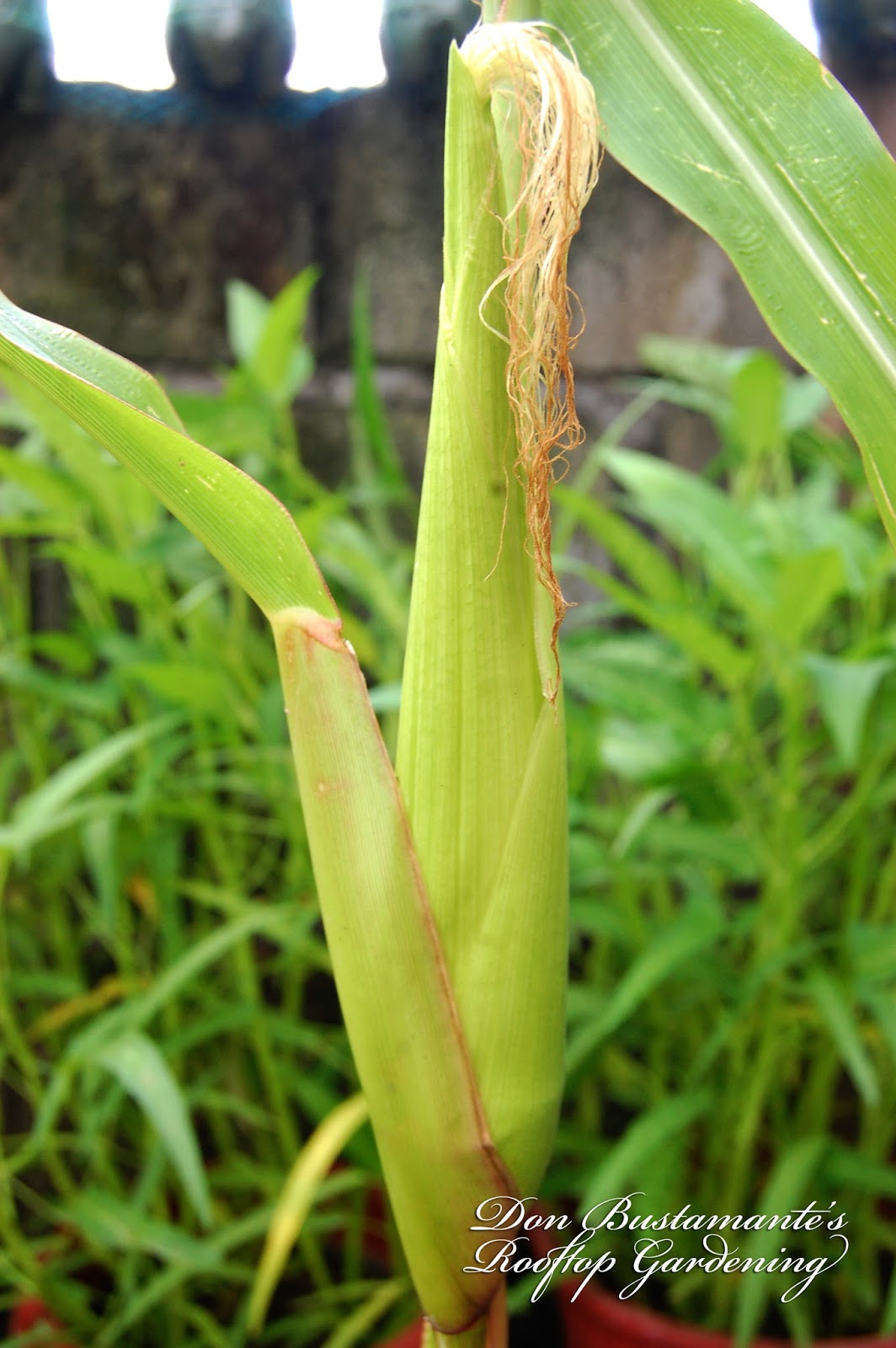 Don Bustamante's Rooftop Garden: Corn [White Waxy] Lagkitan
