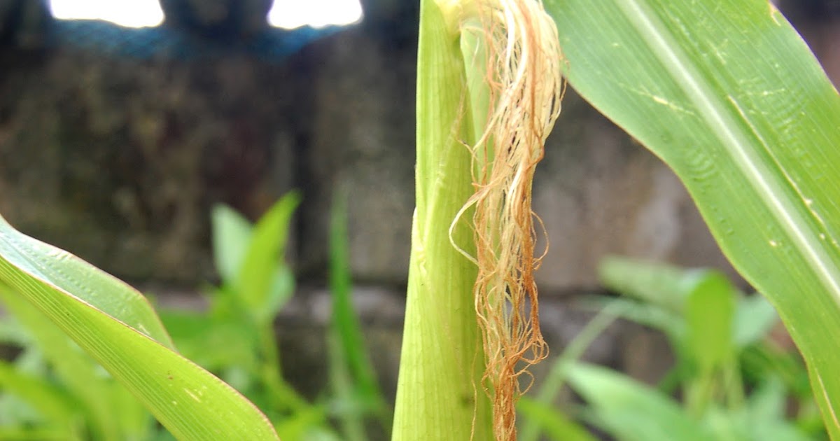 Don Bustamante's Rooftop Garden: Corn [White Waxy] Lagkitan