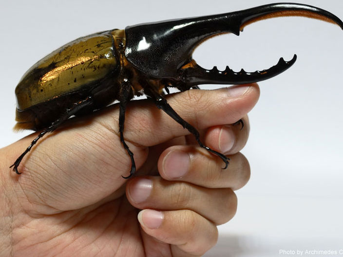 jair y alejandro: JUGAR CON MOSCARDONES