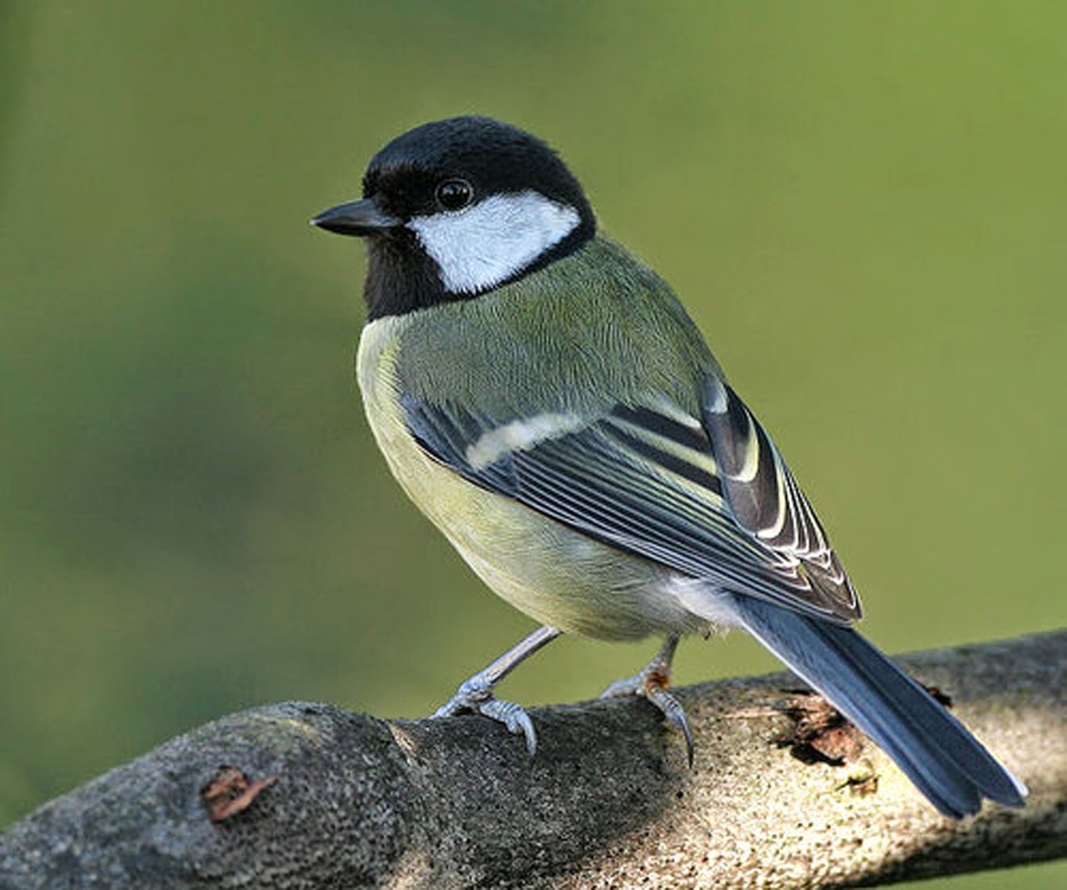 Rupa rupa burung - macam macam burung