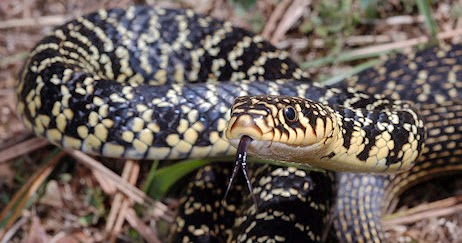 Serpenti, di tutto e di più: Serpenti in Italia