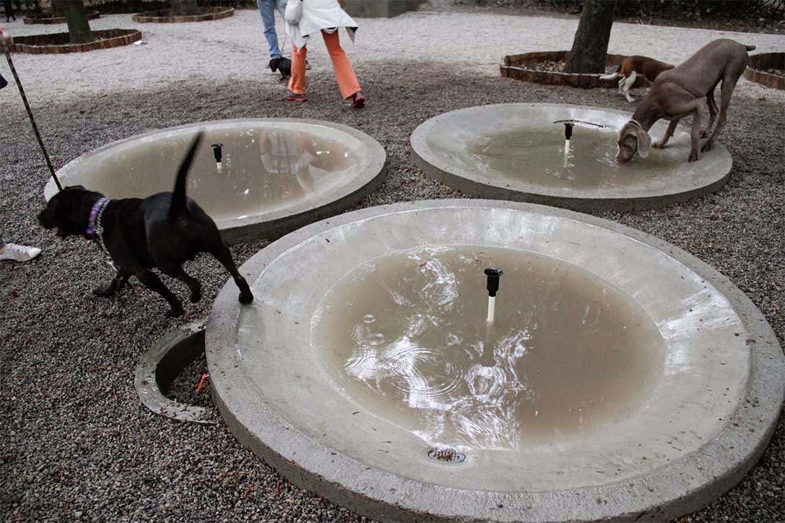 El Parque México ya cuenta con su propia área para perros. - Mundo Feliz