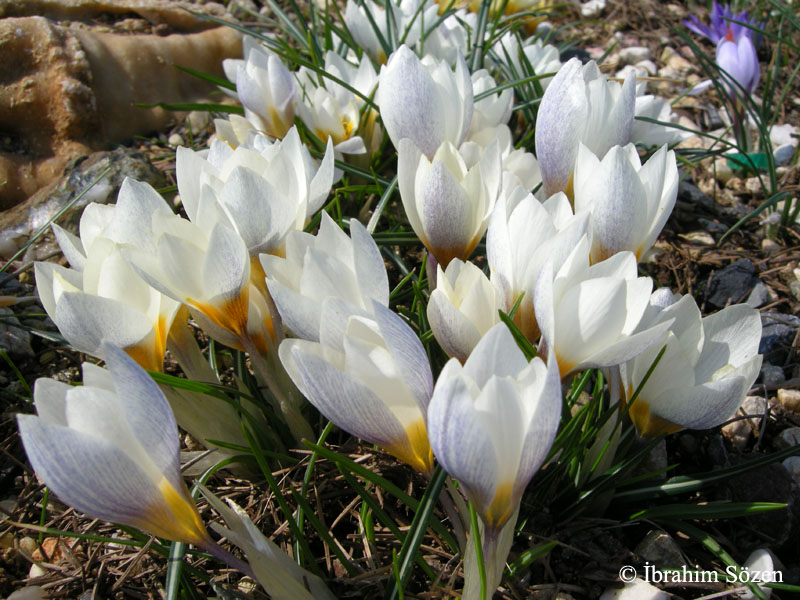 The Country Of Crocuses: Crocus candidus
