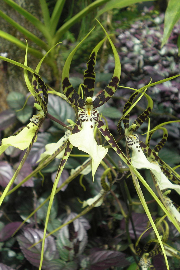 Grow and care Brassia maculata orchid - The Spotted Brassia | Travaldo ...