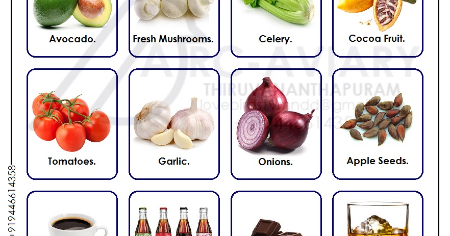 Sun Conure Food Diet