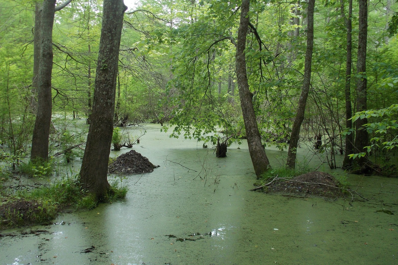 The Schramm Journey: Cache River State Natural Area