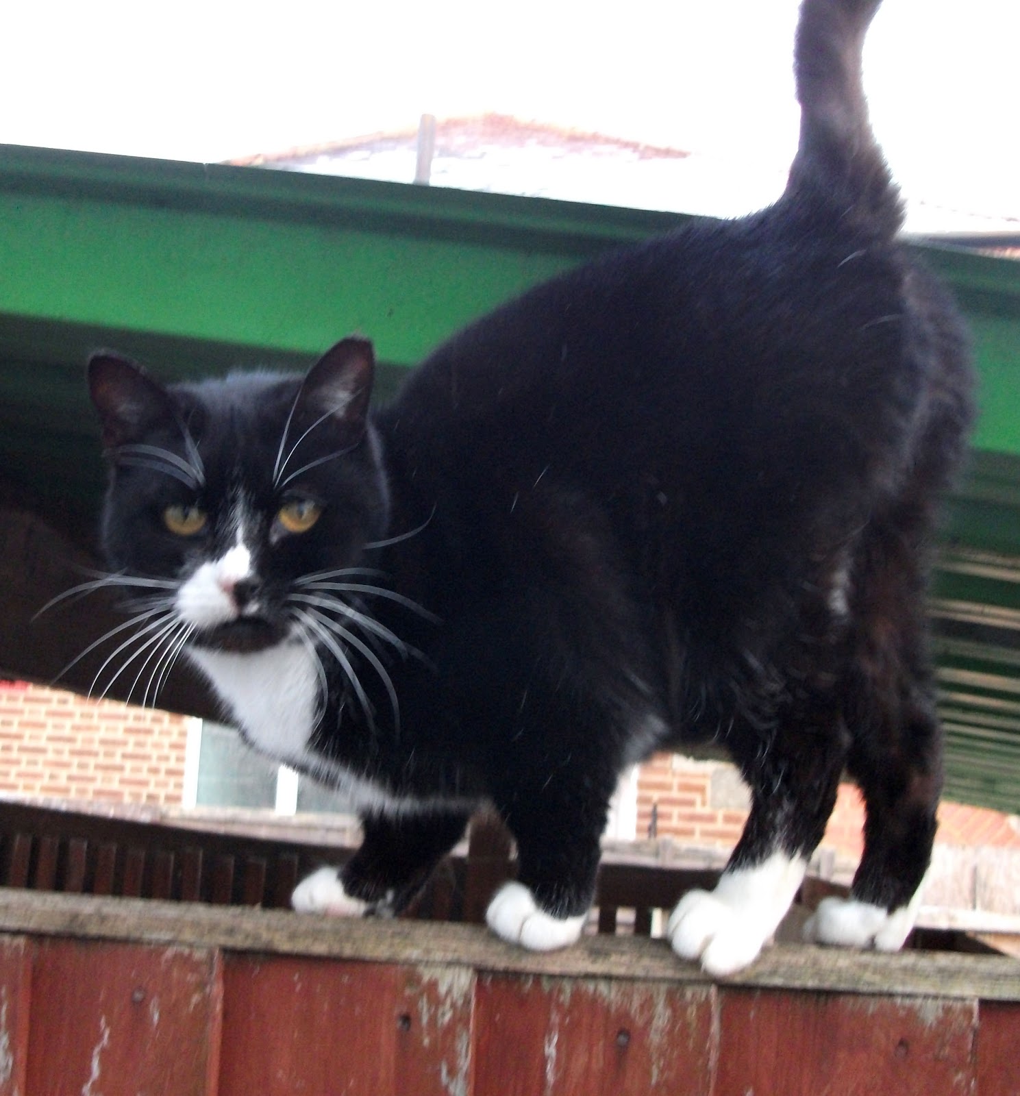 Streetmogs: Mog Shots