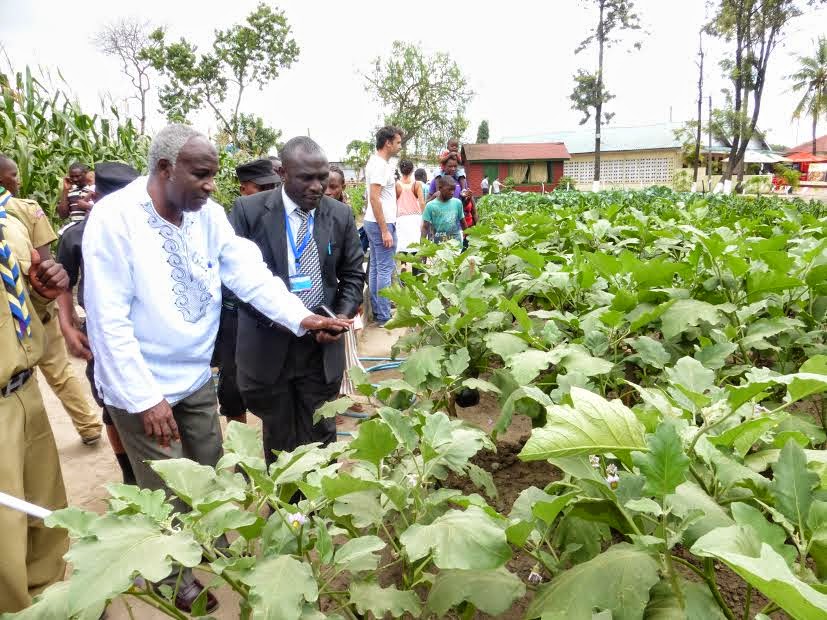 kilimo cha mboga za majani