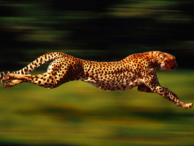 The Cheating games of Cheetahs (did you know this about cheetahs ...