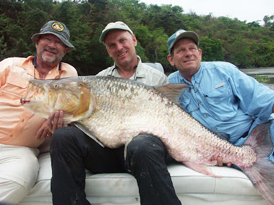 International Fishing News: CONGO: more about Goliath Tigerfish
