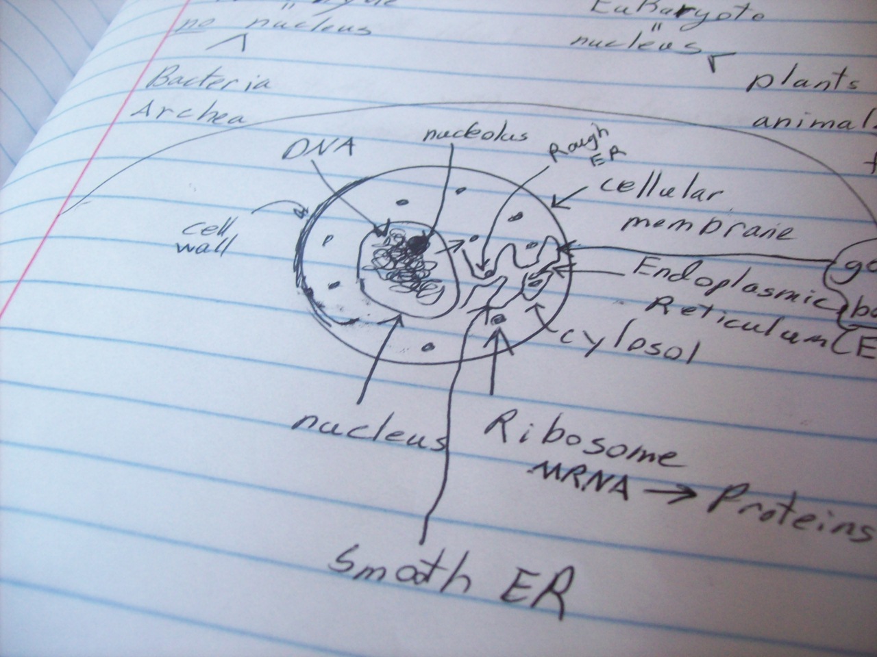Biology - A Panorama of Life: Written Narration - The human cell