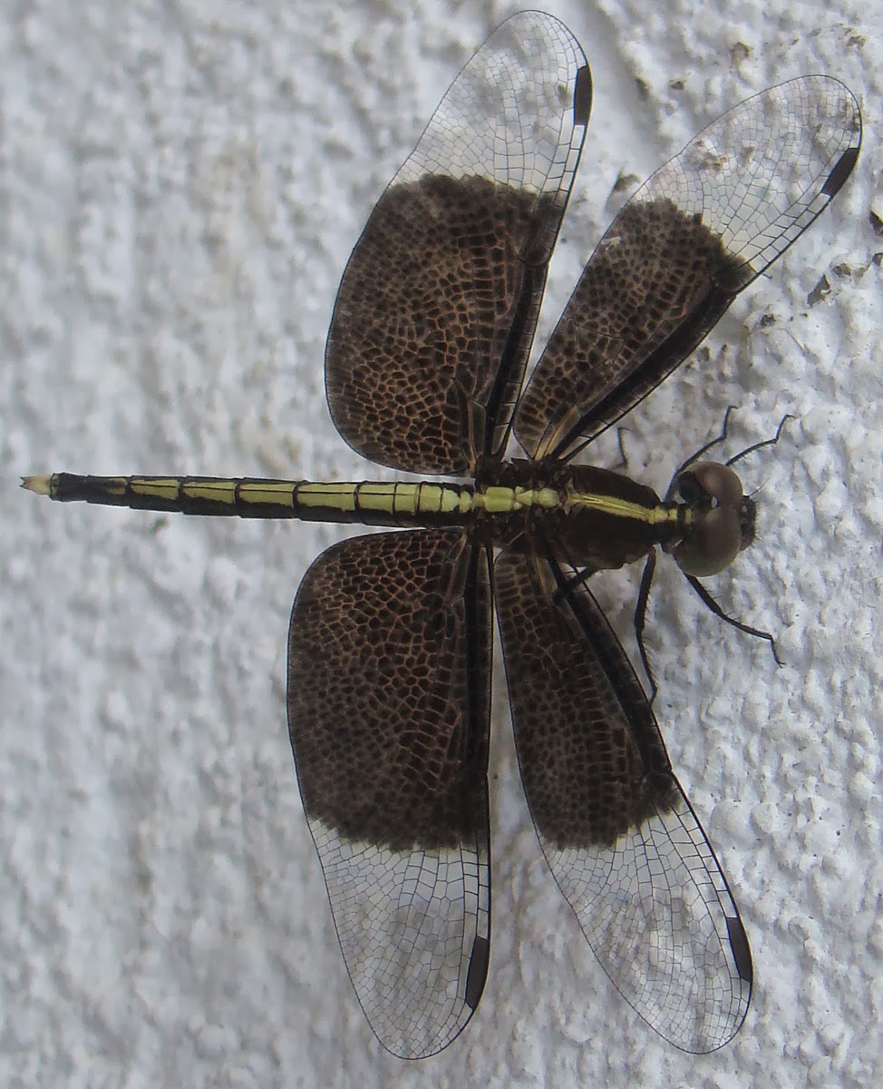 Discover-SriLanka: SRI LANKA - NATURE'S SYMMETRY [ DRAGONFLY ]