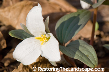 Restoring The Landscape With Native Plants: Native Plant of the Week ...