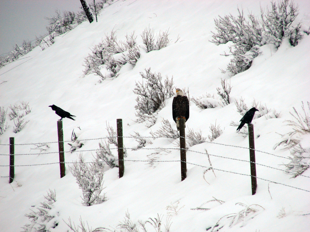 Methow Conservancy: The White-Headed Salt Eagle Returns!