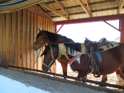 Teena in Toronto: Horseback riding at Broadleaf Ranch, NB