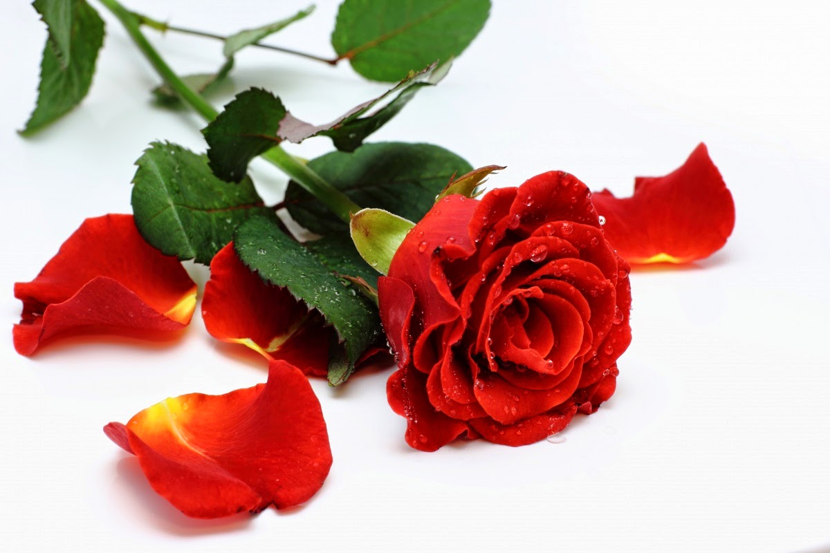 Studio Floral Dora Santoro: Rosa Vermelha