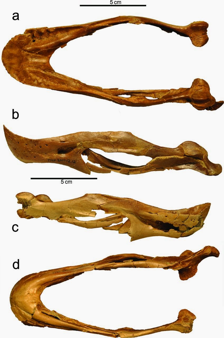 Paleontología y Evolución en la UCM: MANDÍBULA NO DESCRITA DE ...