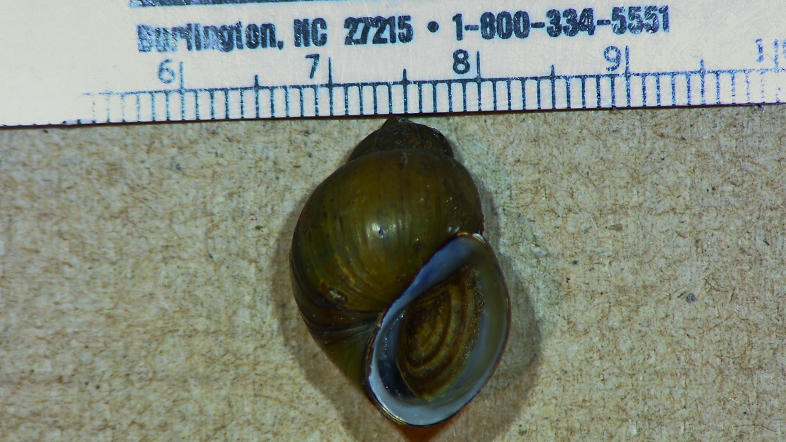 Wildlife Monitor: Six New Snail Species Recorded in Bantam Lake