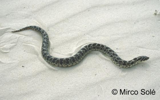 Compañeros de viaje: Falsa yarará ñata (Lystrophis dorbignyi)