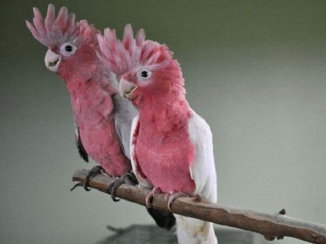 Cacatúas: Tipos y características del ave encrestada. - Las 100 AVES ...