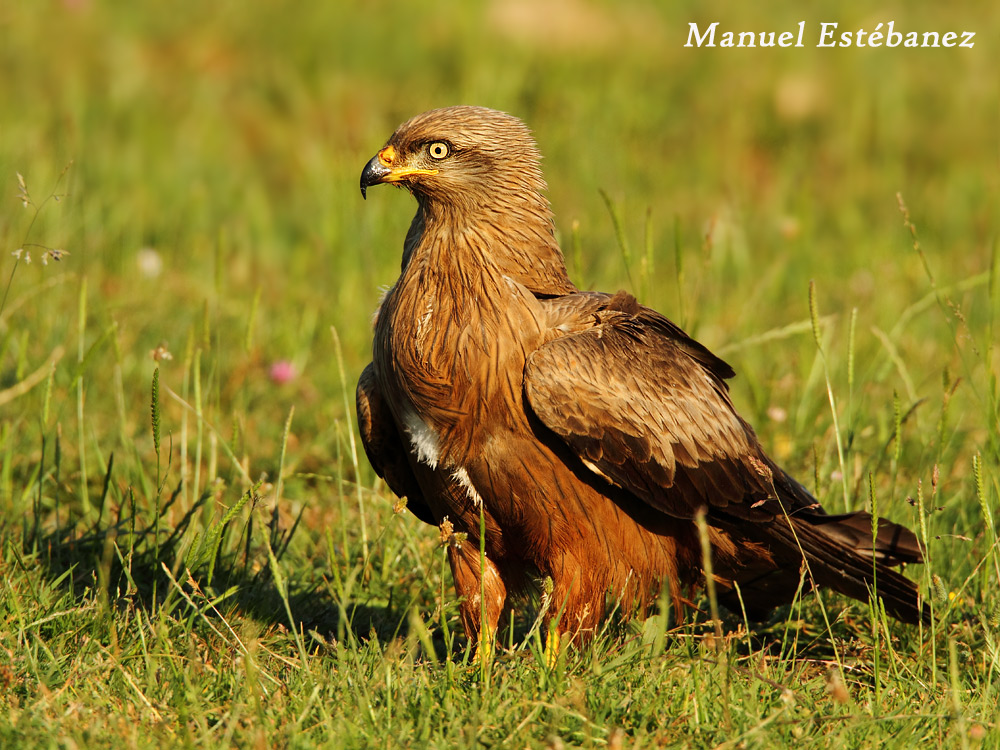Miradas Cantábricas: Milano negro (Milvus migrans)