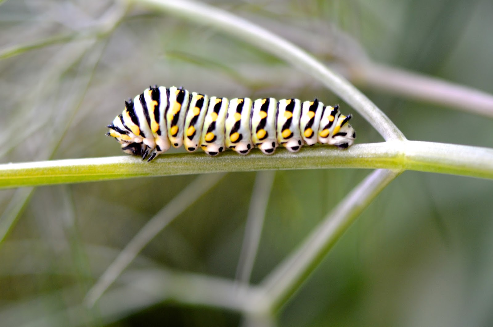 Growing Caterpillar | Focusing on Wildlife