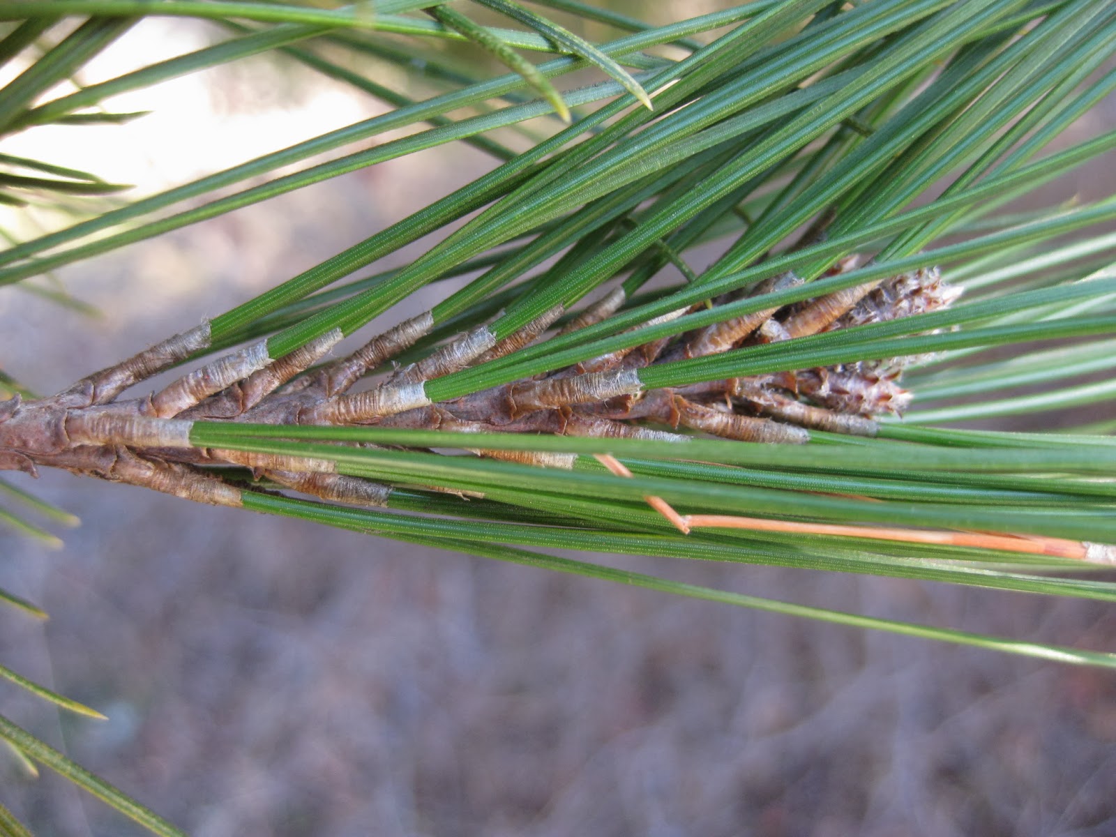 Trees of Santa Cruz County: Pinus halepensis - Aleppo Pine