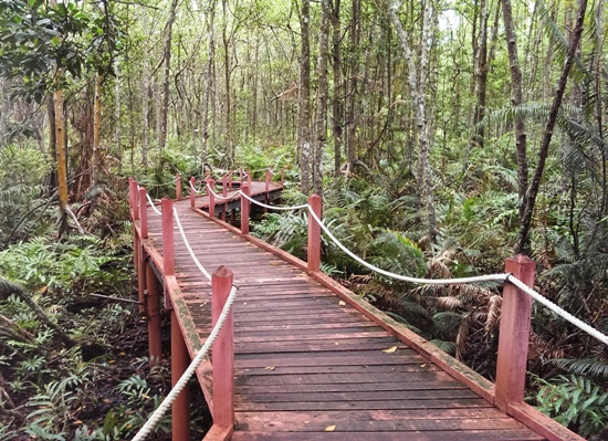 Matang Mangrove Forest Reserve