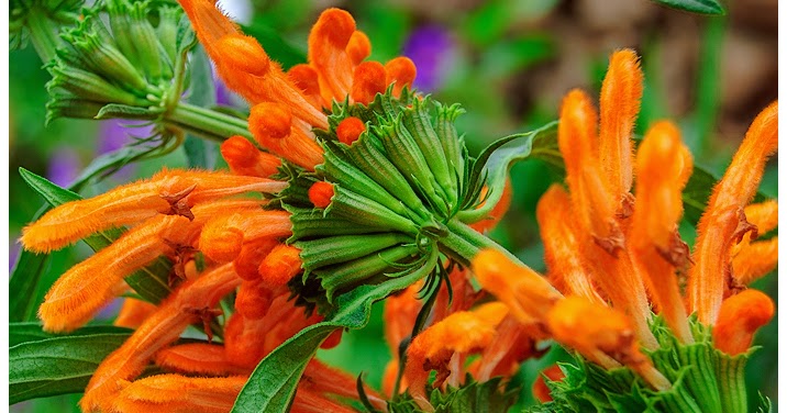 Chwile zaChwycone: Dzika dagga, Leonotis leonurus
