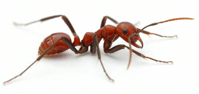 Atta,o grande poder da natureza: Polyergus-a formiga escravisadora