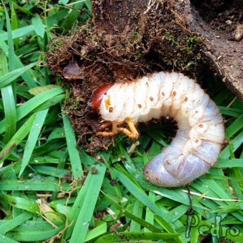 Insetologia - Identificação de insetos: Coró em São Paulo
