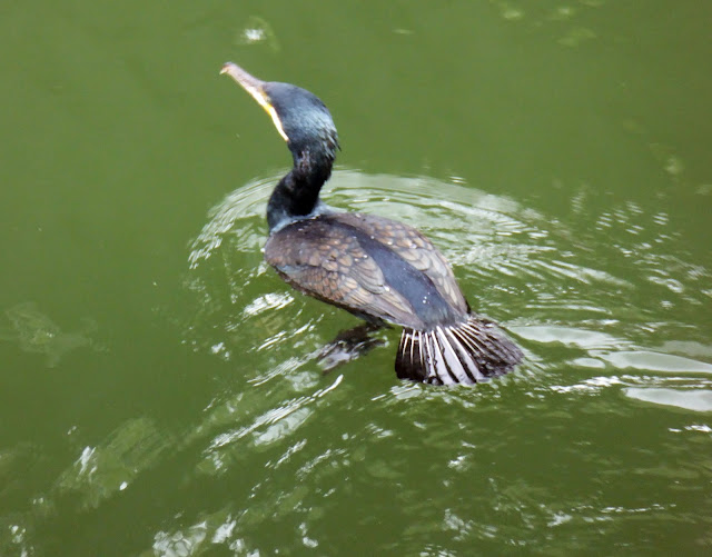 Wild and Wonderful: Capital Wildlife - 24 hours in London