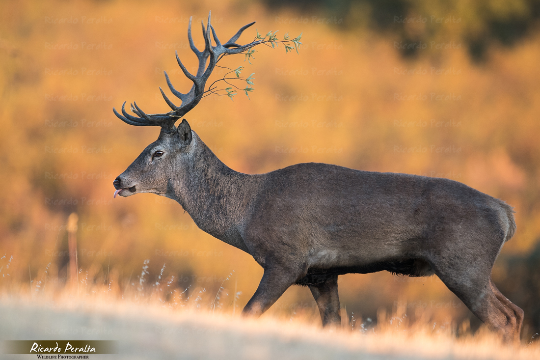 Ricardo Peralta. Fotógrafo de Naturaleza: Ciervo Rojo (Cervus elaphus)