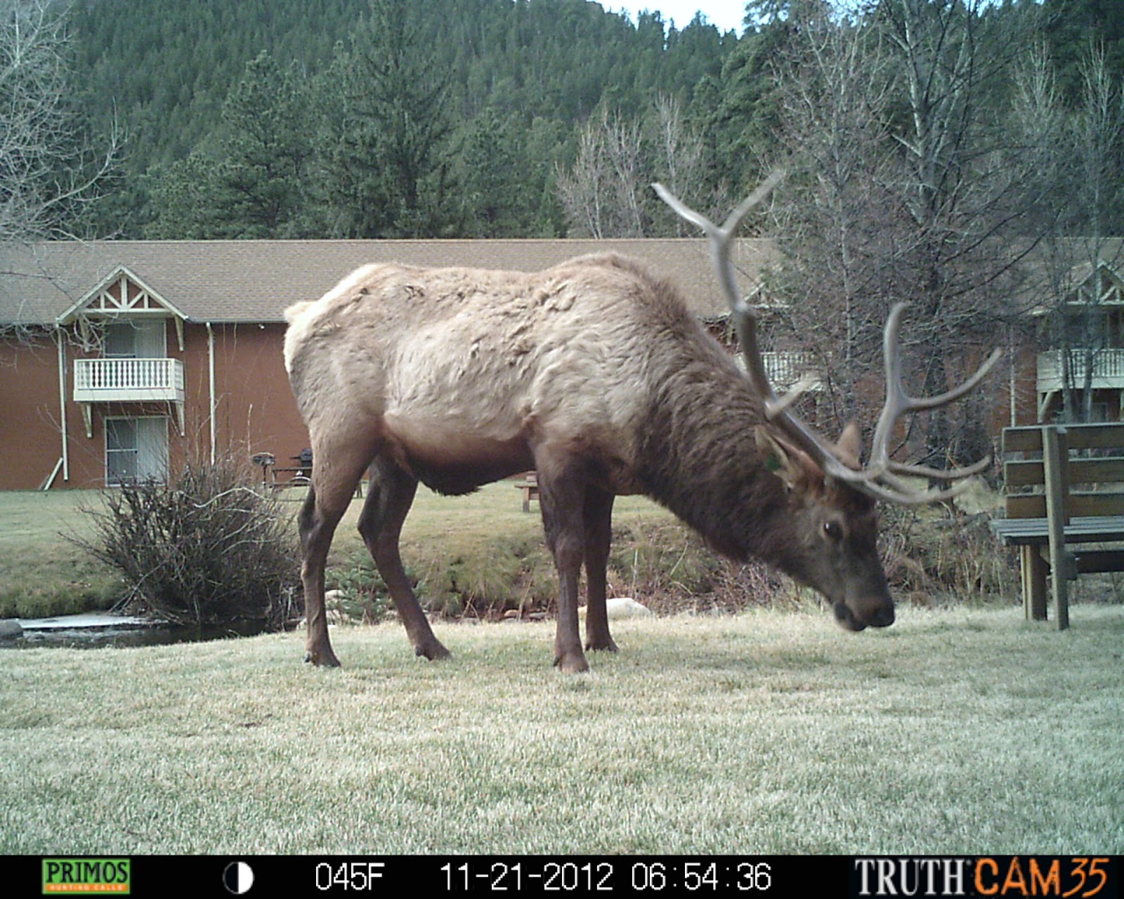The Natural World: Elk in Estes Park: Up Close and Personal With Primos!