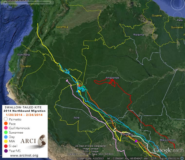 Swallow-tailed Kite Migration: Swallow-tailed Kite Migration