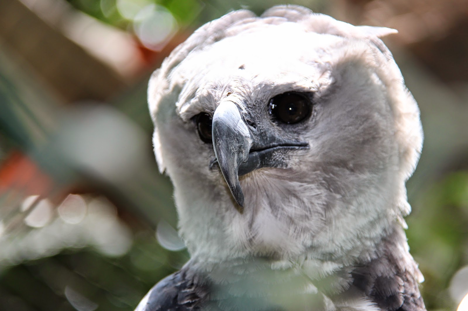 AMERICAN HARPY EAGLE photos - wallpapers | the fun bank