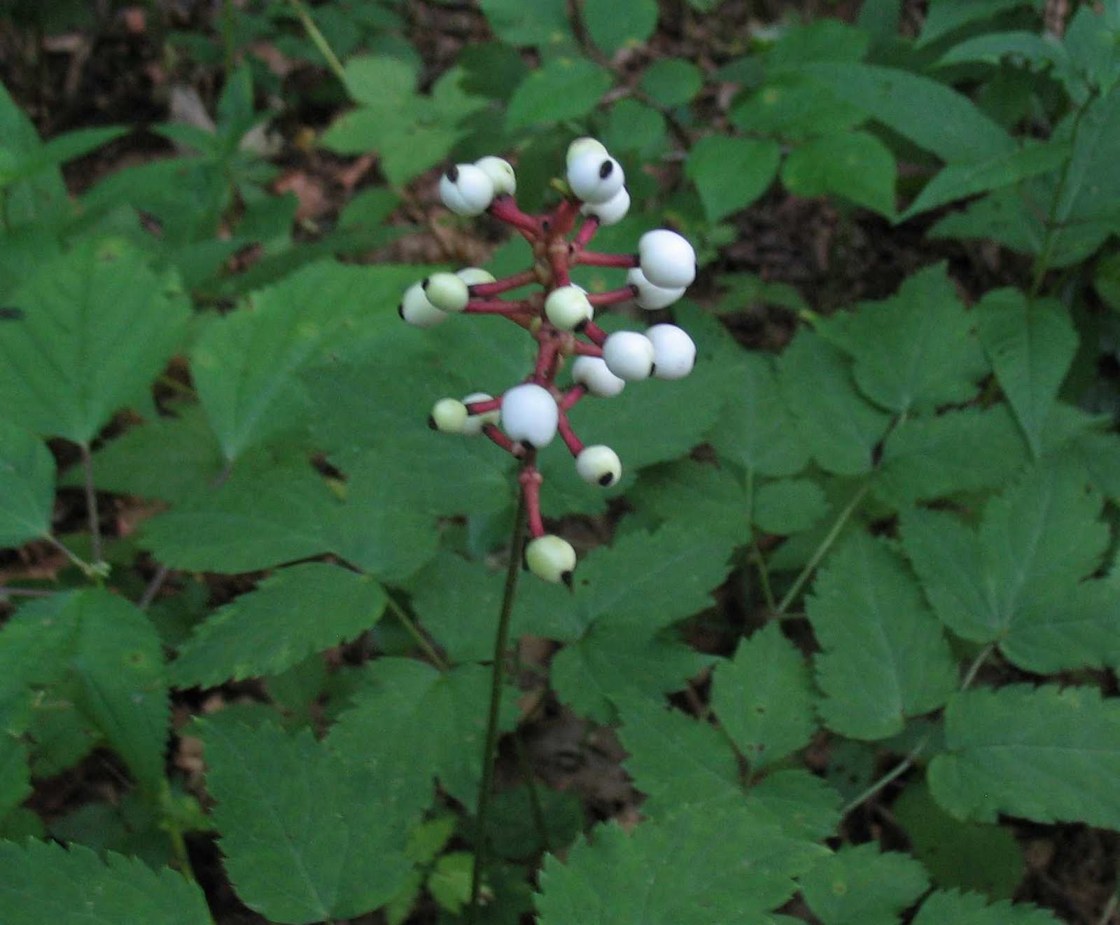 Using Georgia Native Plants: Cullowhee Native Plants Conference