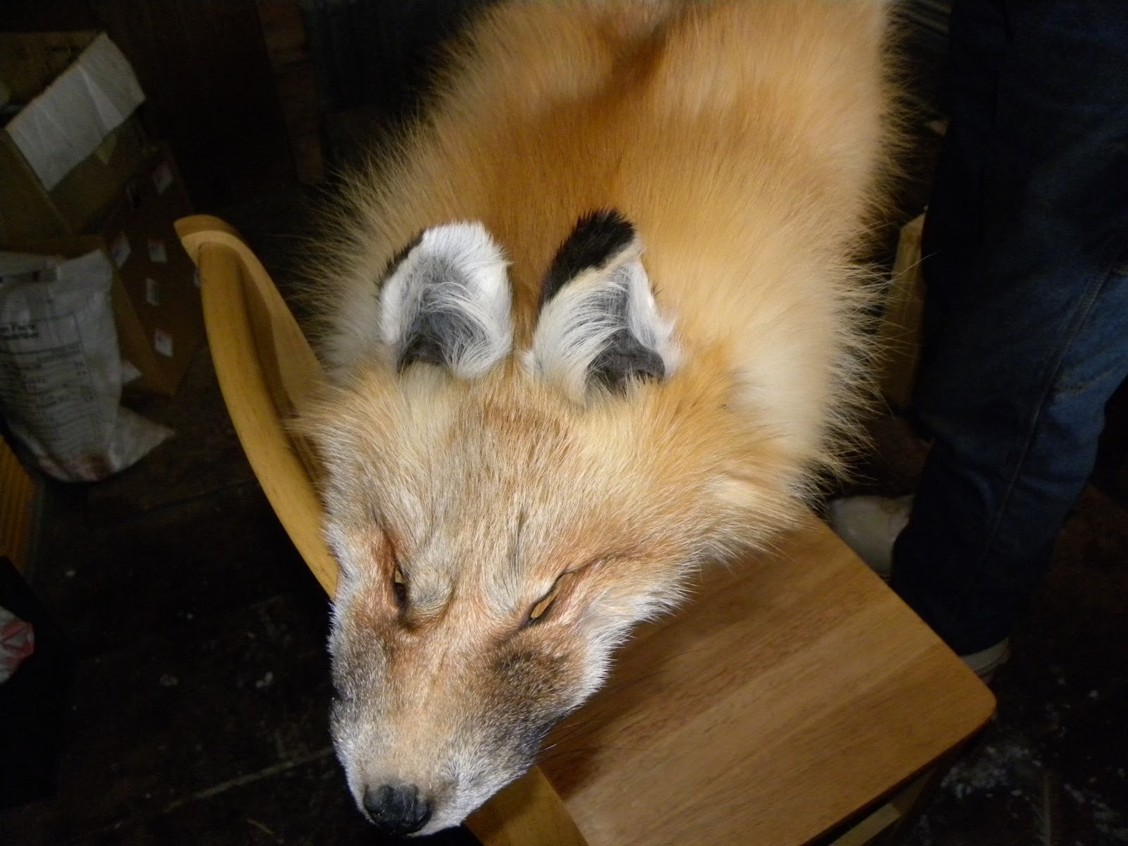 The Happy Trappers 2 Sixth Year: Fox Trapping, and handling Fur