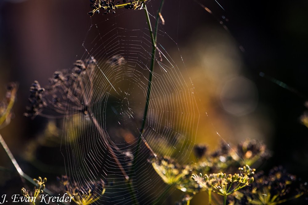 Kreider's Korner Photographs: October Leaves and Spider Webs