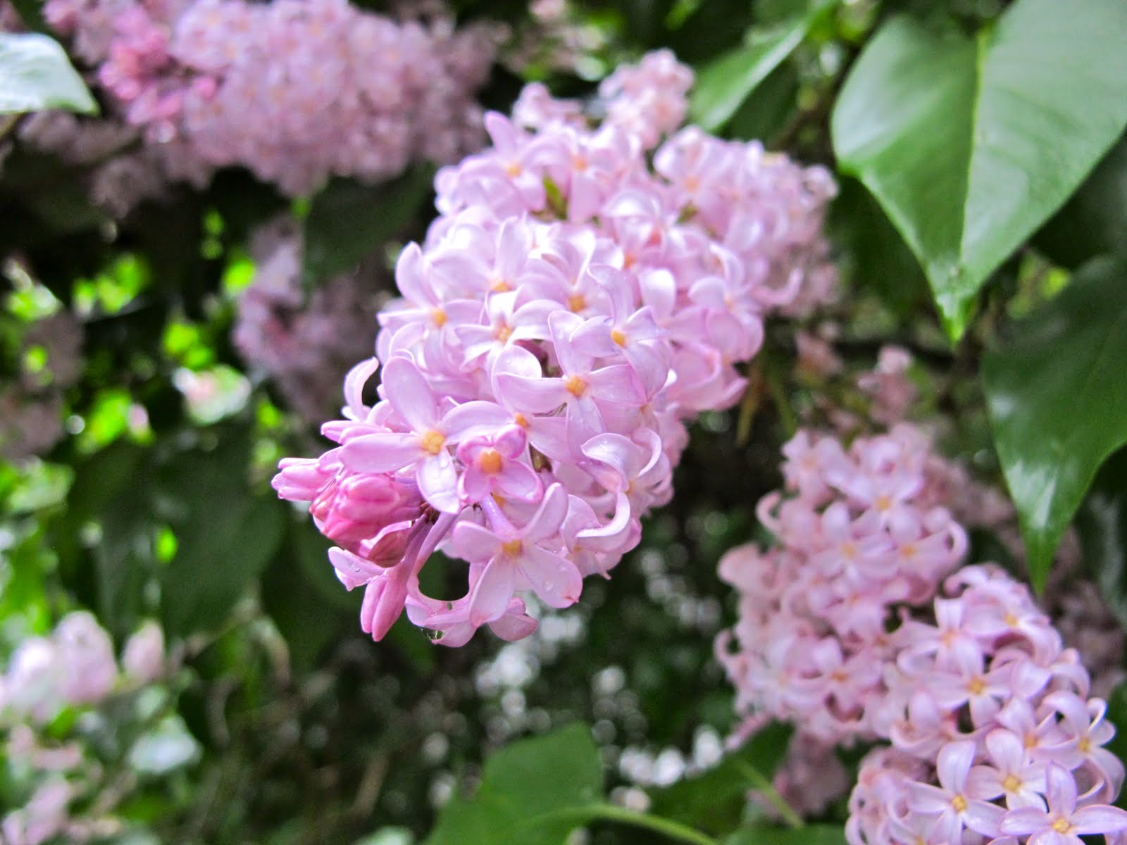 Flashback : Lilac Season | Mr. Darcy Stopping to Smell the Flowers ...