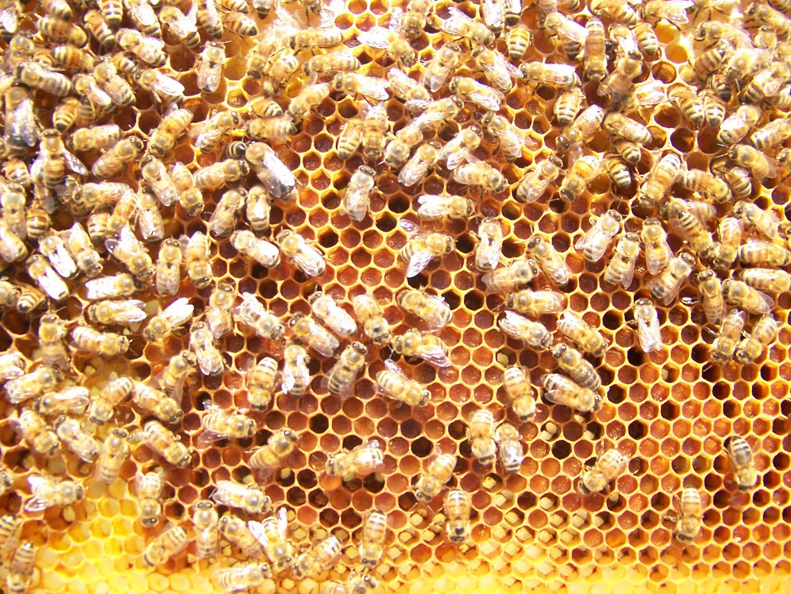 Bee Keeping Beginings: Bee Bread Mystery
