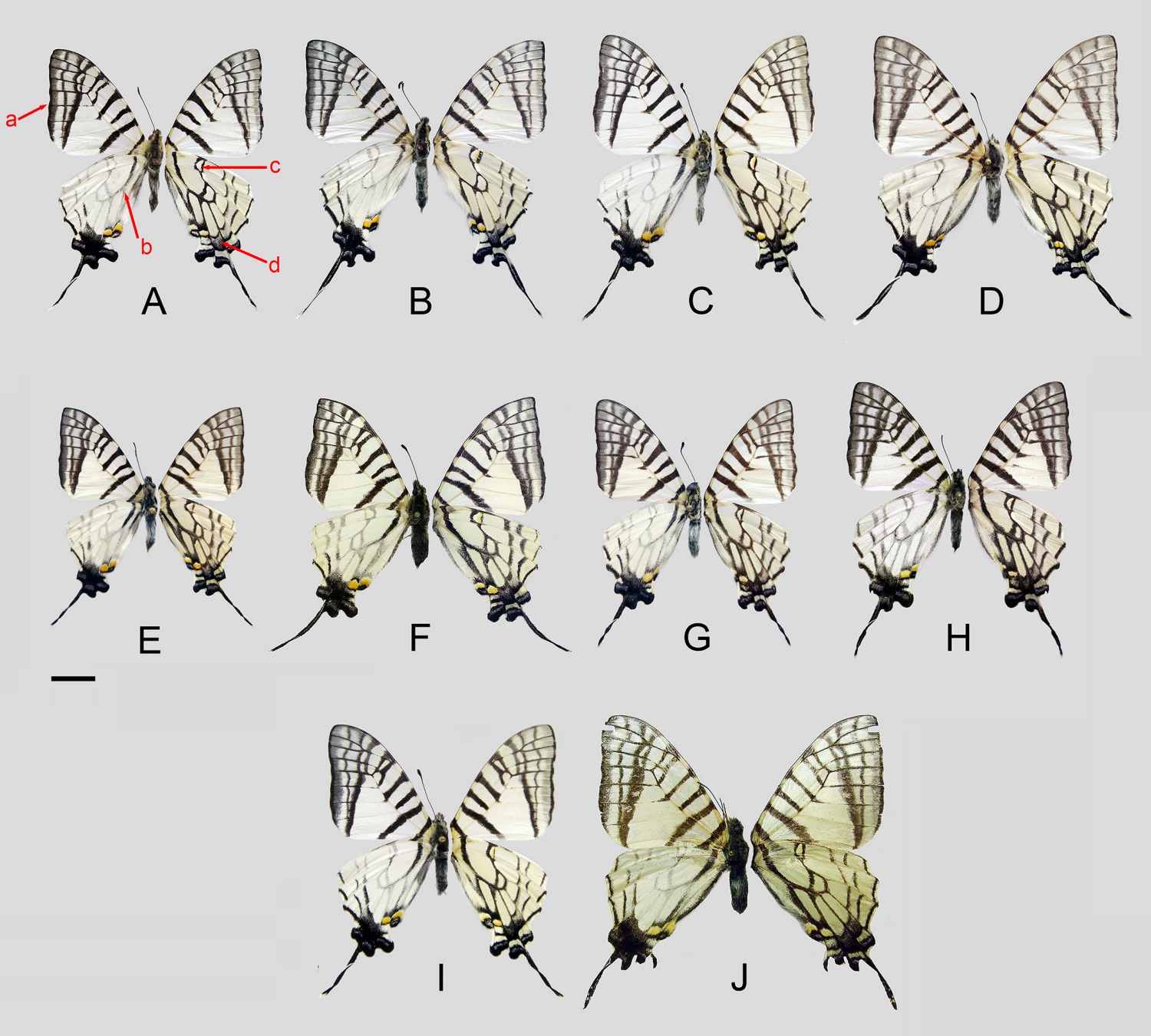 Species New to Science: [Entomology • 2019] Graphium (Pazala) wenlingae ...