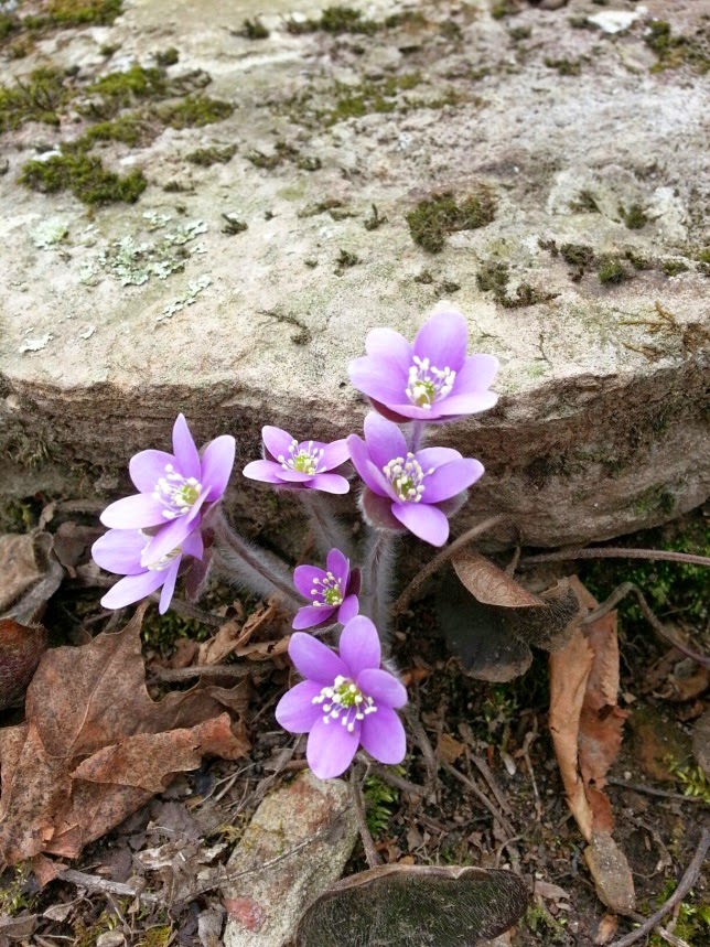 Spring Ephemerals: Amazing Hepatica