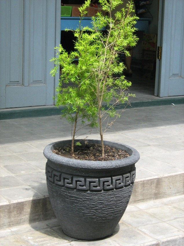 Kumpulan Contoh Gambar Pot Bunga Terbaik - Informasi Seputar Tanaman Hias