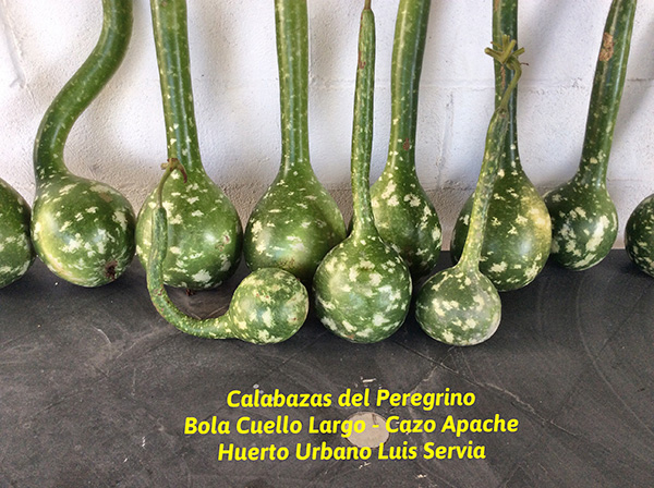 Huerto Urbano Luis Servia Borgas: CALABAZAS DEL PEREGRINO BOLA CON ...